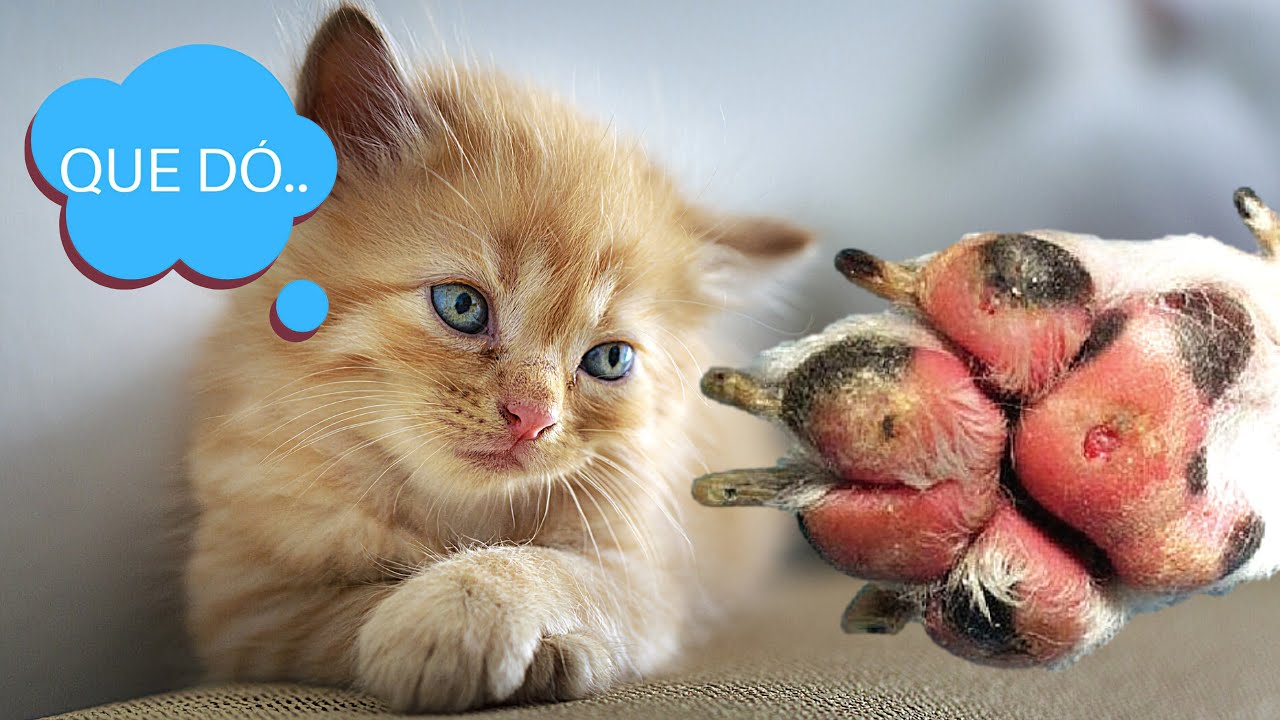 COMO CUIDAR DOS COXINS DO SEU CACHORRO - YouTube