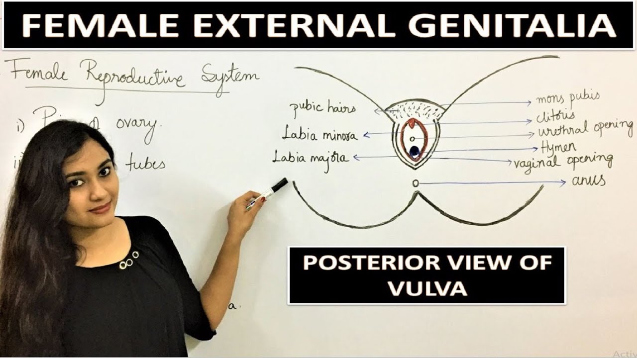 FEMALE EXTERNAL GENITALIA Class 12 Bio Chapter 3 Female