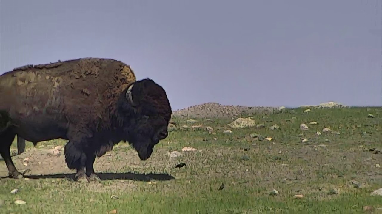 Bison Watering Hole Cam 05-27-2018 10:16:26 - 11:16:27 - YouTube