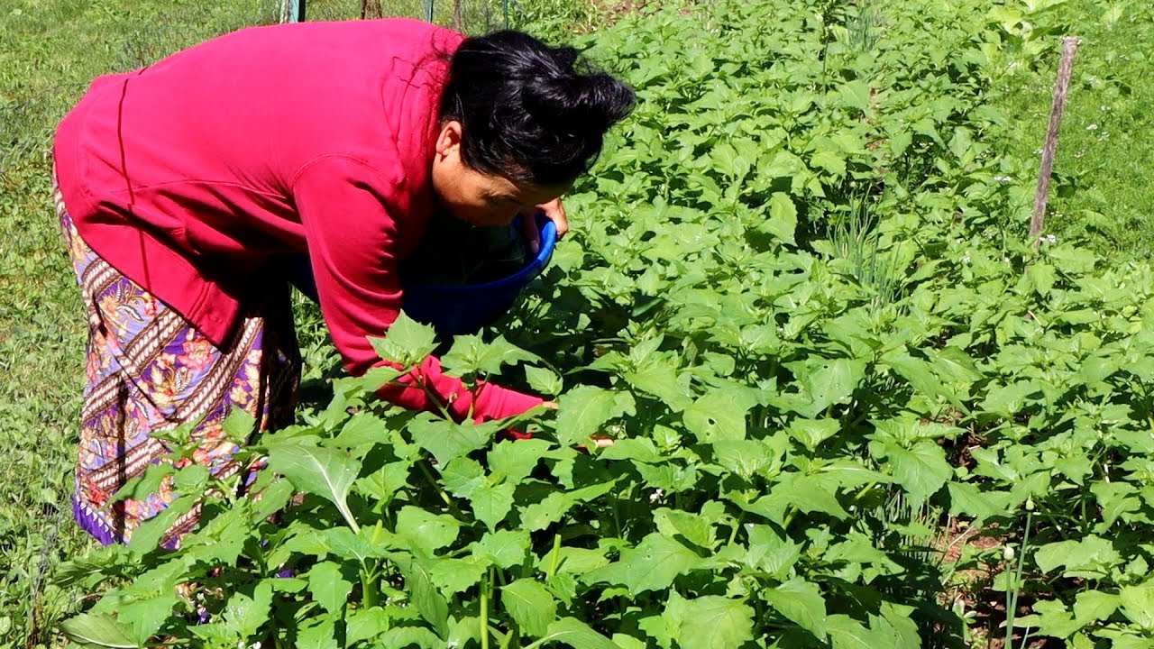 Hmoob de zaub iab - YouTube