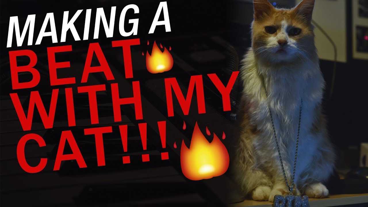My Cat Makes a Beat (It's FIRE) - Making a Soulful Boom Bap Beat with ...