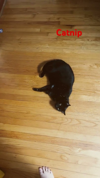 #sillypet #cat my cat on catnip - YouTube