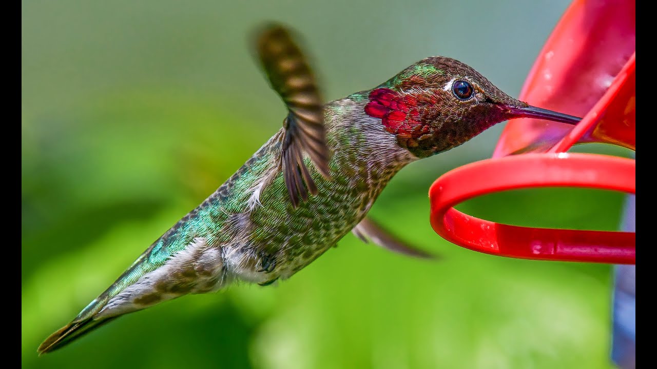 Anna's hummingbird chirping & relaxing (with natural sounds) - YouTube