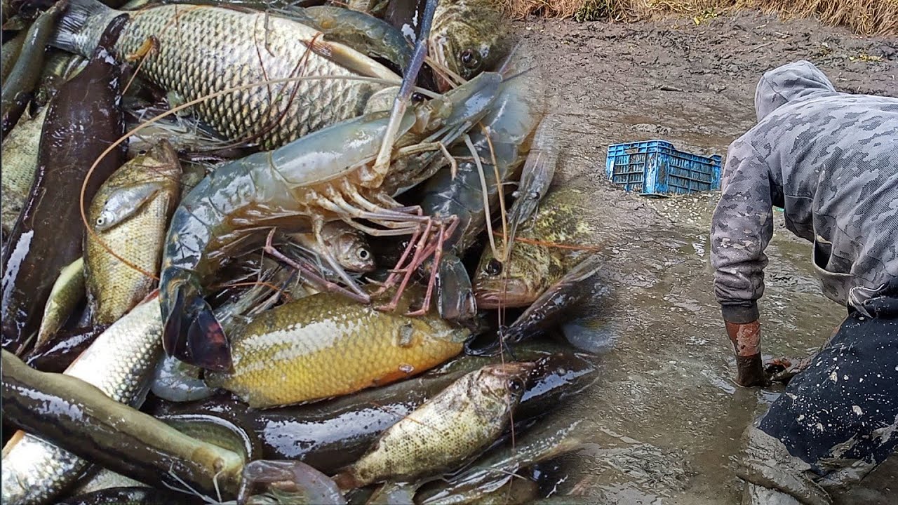 Pumping water outside the natural pond, catching many big fish Hunting ...