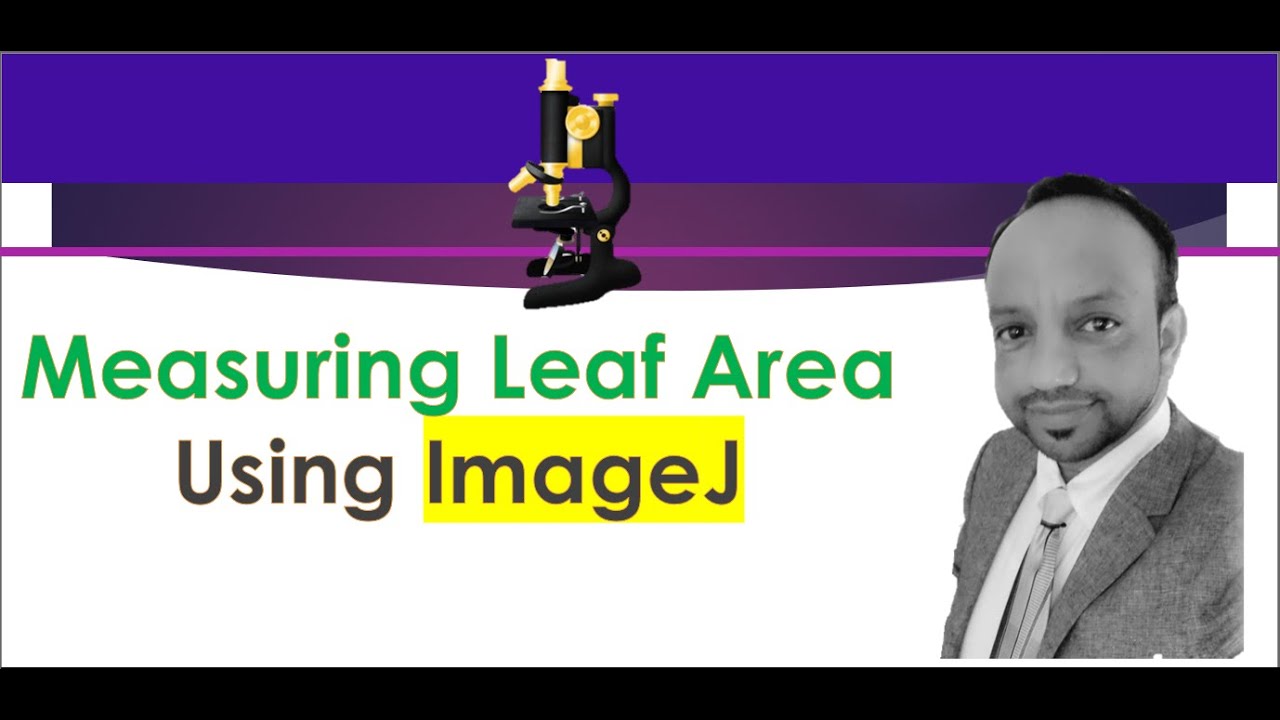 Imagej Measuring Area