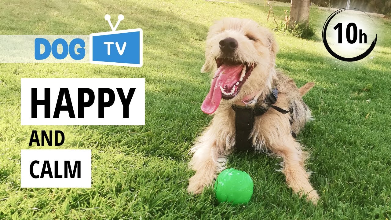 DOG TV - 10h Happy Dogs Calming Videos for Dogs with Anxiety and ...