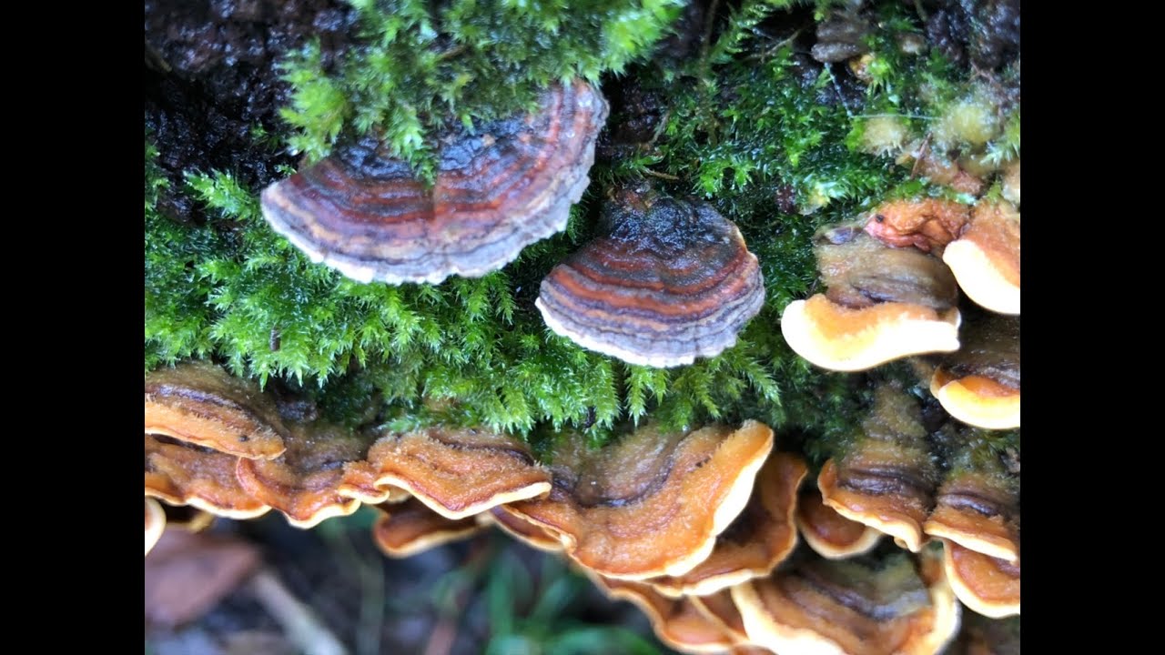 The fungi on this old horse chestnut tree trunk is impressive - YouTube