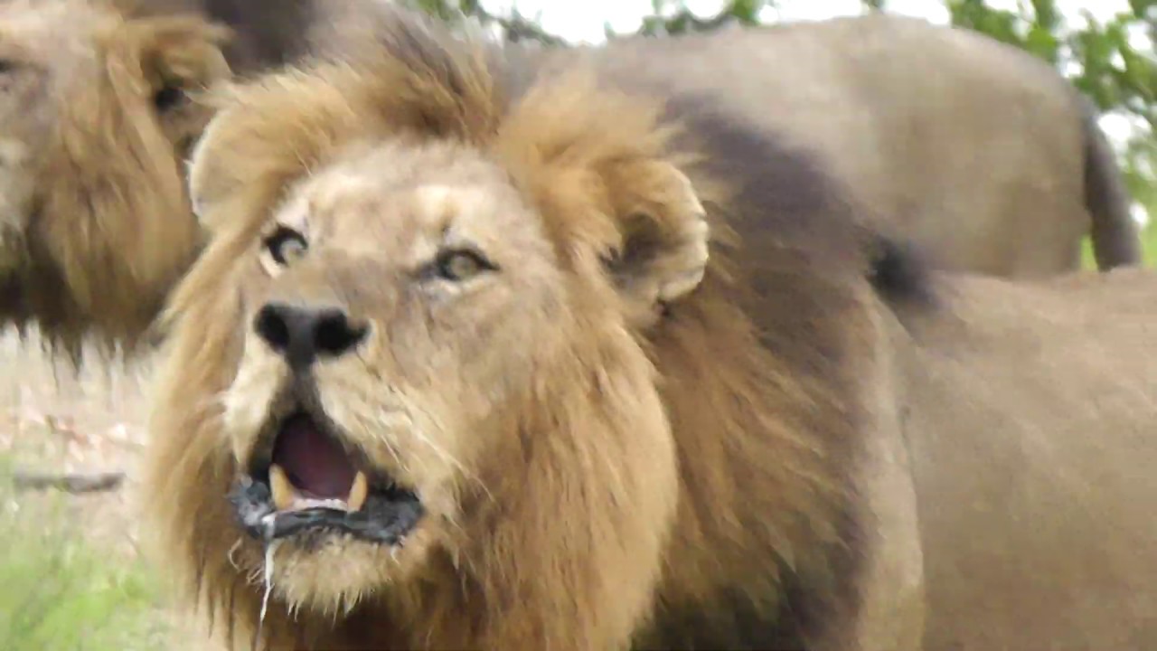 Lion King roaring sounds - YouTube