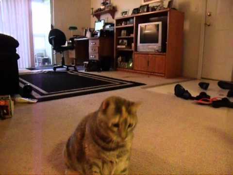 Nini Cat 3 - YouTube