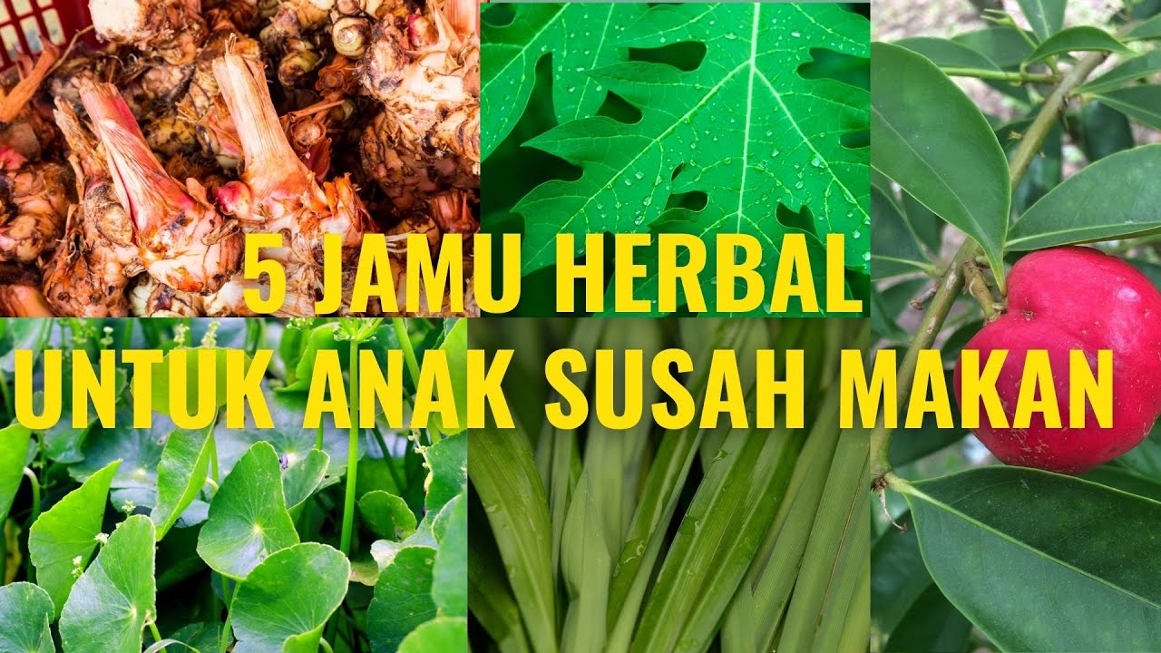 5 Jamu Herbal Untuk Anak Yang Susah Makan Bikin Nafsu Makan Meroket dan ...