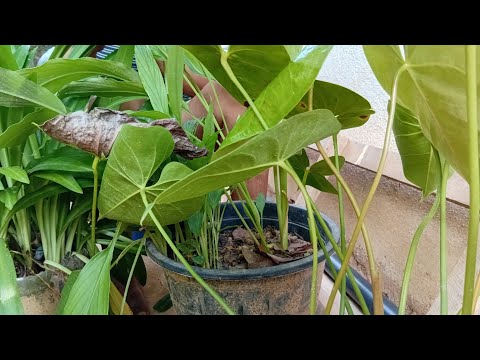 Mpp88 dead leaves remove in my $2,500 worth money plant 🪴 Remover folhas mortas 🇧🇷  @mpp88beauty  