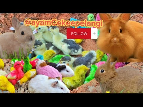 Tangkap ayam warna warni bebek persi kelenci marmot hamster sangat ...