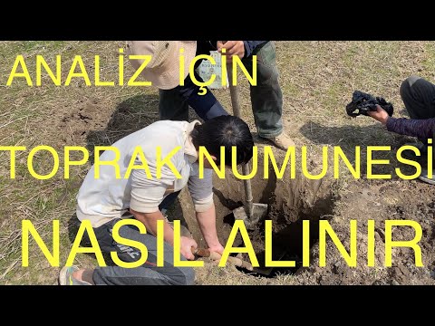 TOPRAK ANALİZİ İÇİN TOPRAK NUMUNESİNİ NASIL ALIYORUZ. Ceviz Adam Ahmet