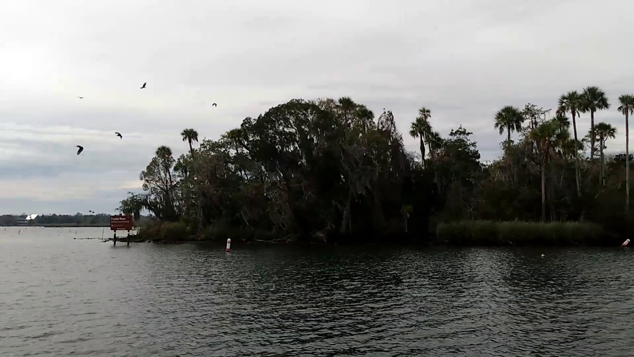 Crystal River Boat Tour - YouTube