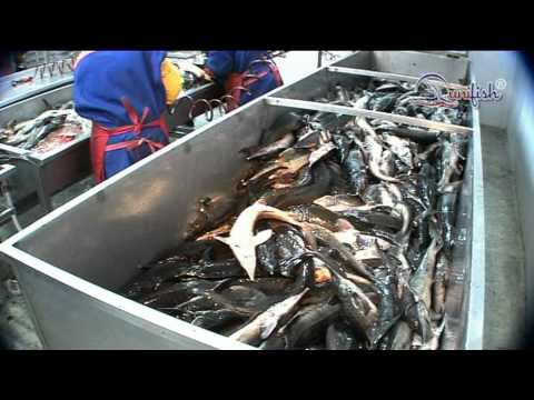 UNIFISH part 3 - YouTube