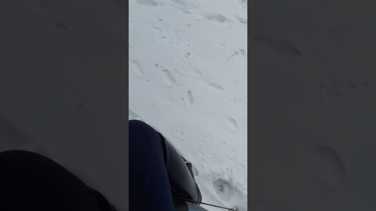 Leder- Reitstiefel- Petrie- Reit- Hose- Dressur- Gerte- Peitsche- Pferd ...