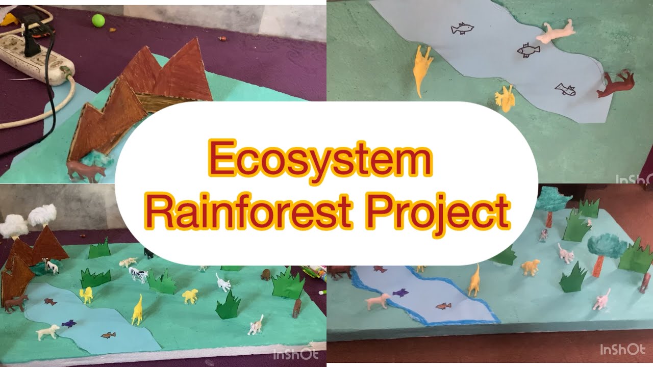 How to make Ecosystem || rainforest project || summer task || - YouTube