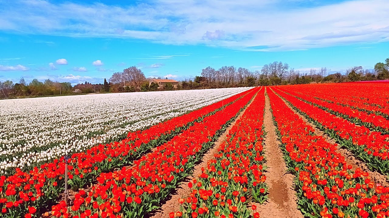 Le Champs de Tulipes-Explorant les Plus Beaux Villages de France 2023 ...
