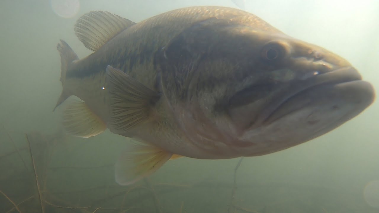 I strapped my gopro to a broom and put it in the pond for an hour!we ...