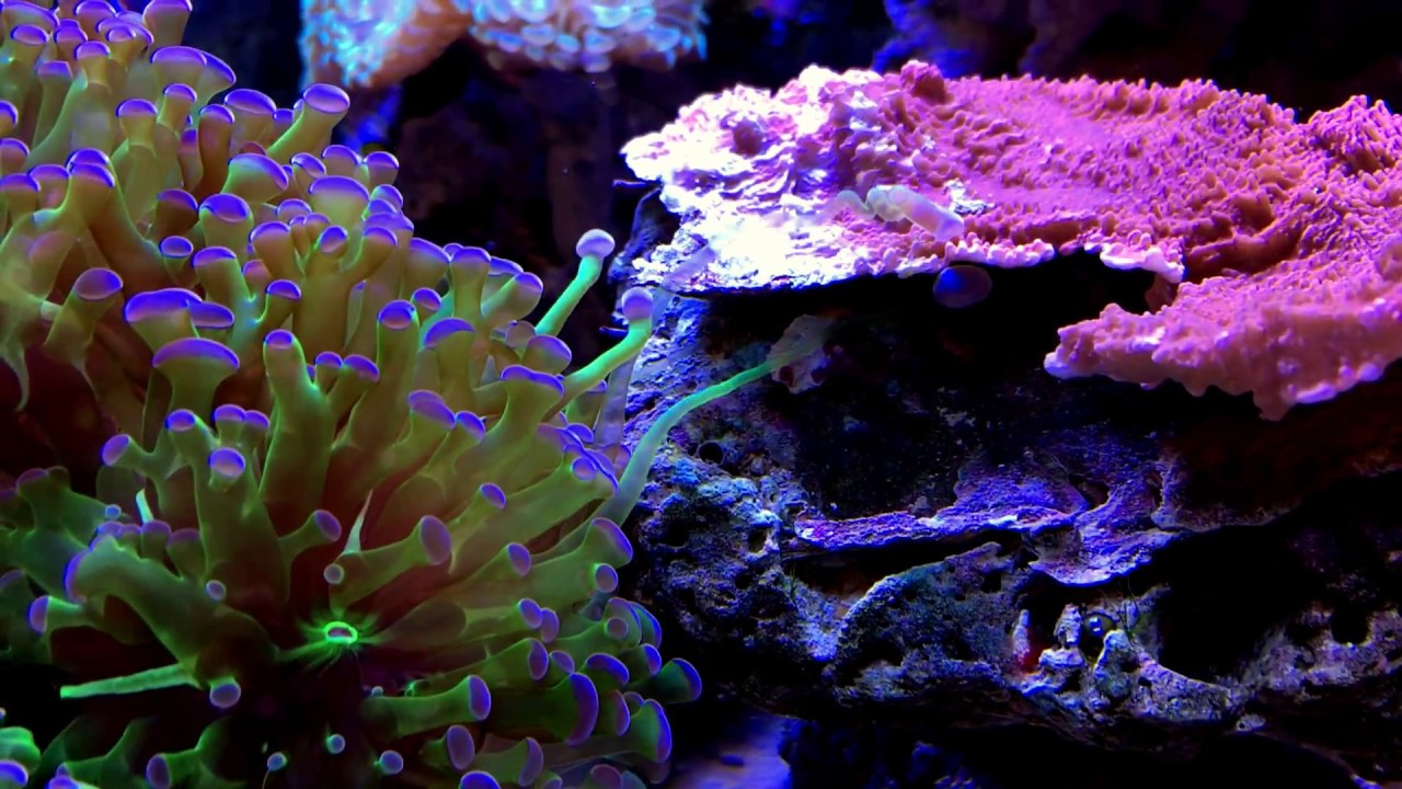 Coral attack! - YouTube