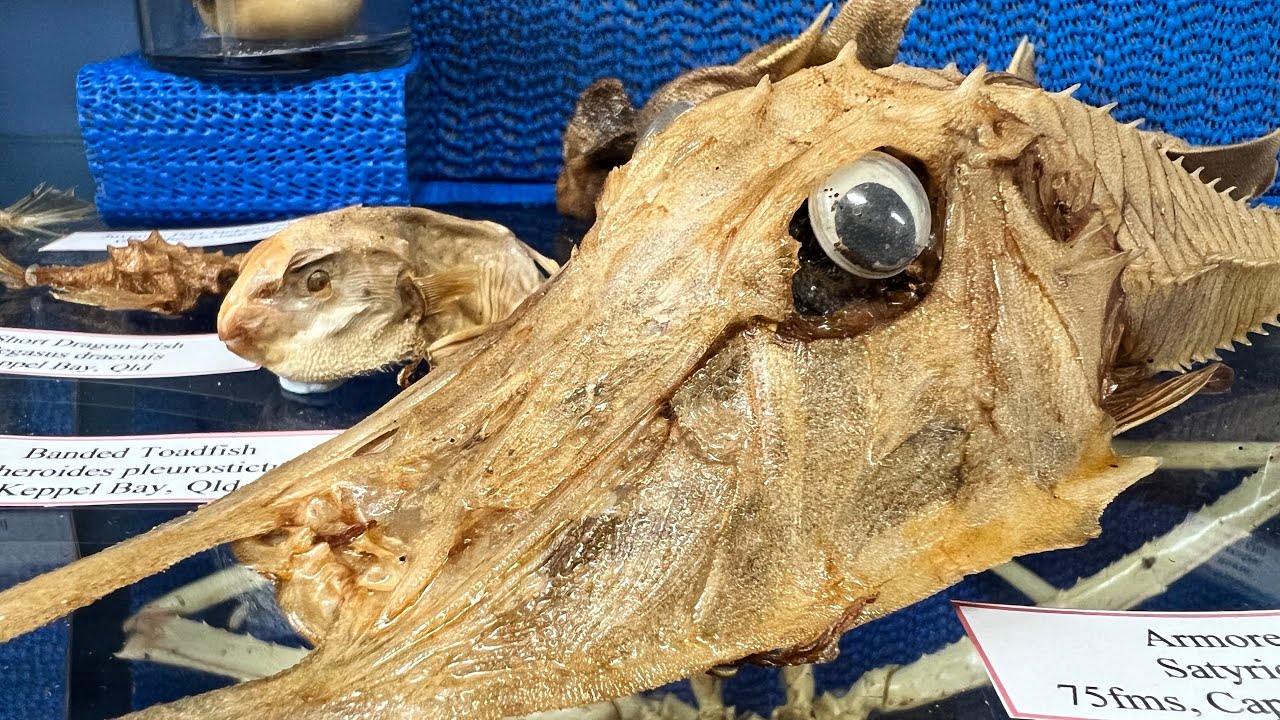 Shell World in Yeppoon - YouTube