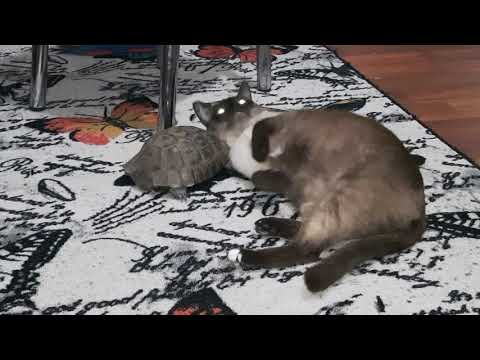 İlk defa kaplumbağa gören kedi