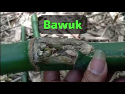JARANG YG TAHU BEGINI BAMBU TUNDUNG BAWOK DAN MITOSNYA.. NGERIII ...