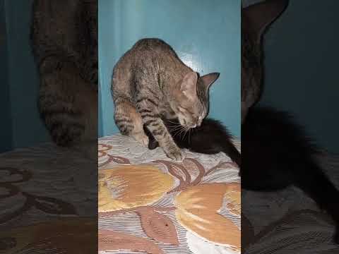 Anak Kucing Minta Nenen!!#shorts