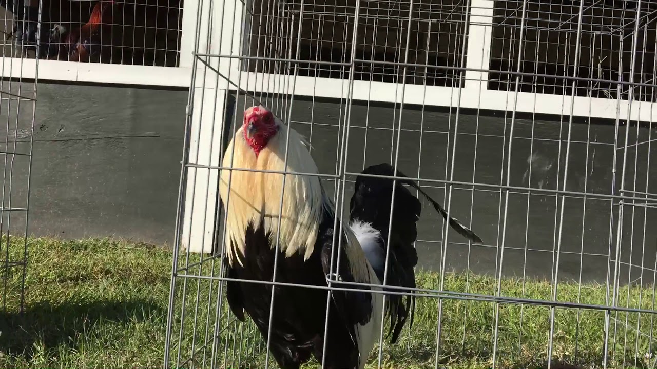 Clemmons Grey By ThunderValley GameFarm - YouTube