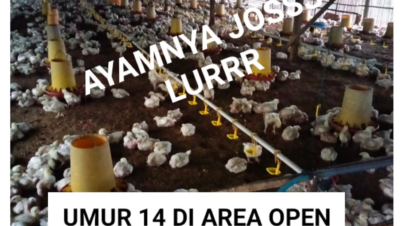 EDISI MINDAH AYAM ,..TIDAK PERLU MEWAH ....YG PENTING TIDAK BIKIN KITA MUNET,.... - YouTube