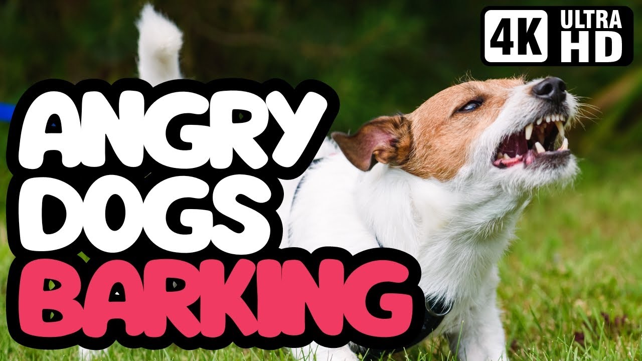 CAREFUL... ANGRY dogs BARKING (Part 2) | Must-Watch Compilation 4K 🔊 ...