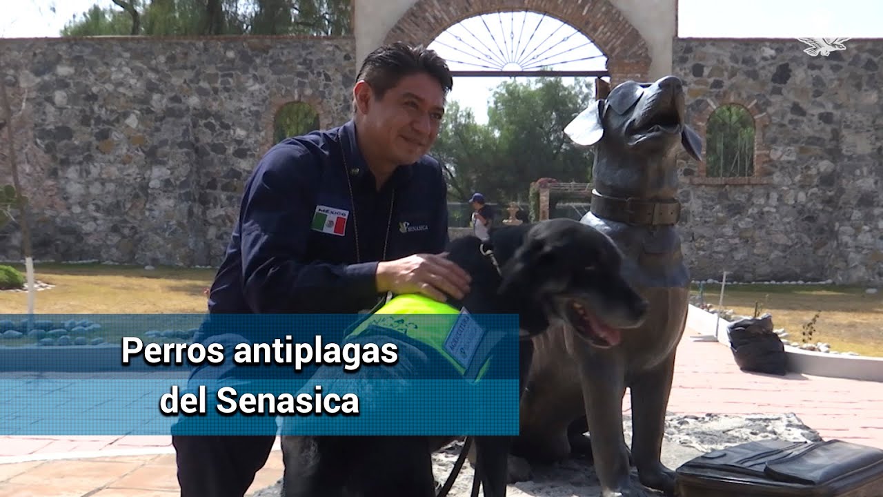 Perros inspectores, con segunda vida - YouTube