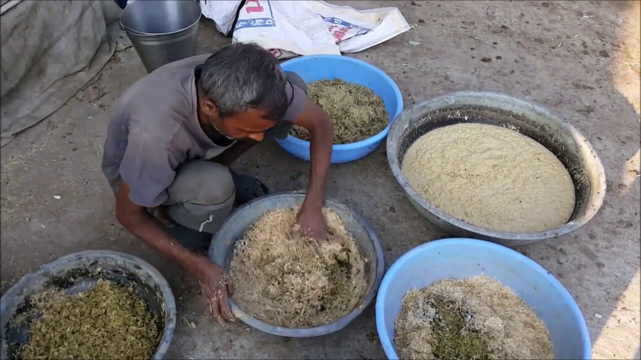 MAKING FOOD FOR CALF - YouTube