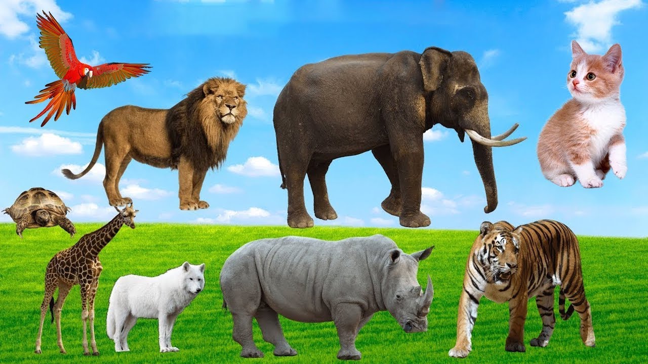 You won't believe the sounds this cute animal makes!: Lion, Elephant ...