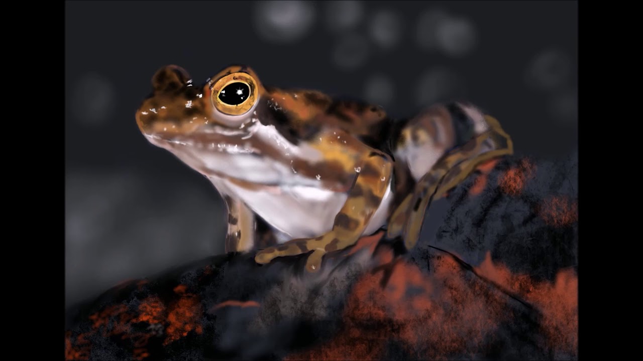 Northern Tinker Frog