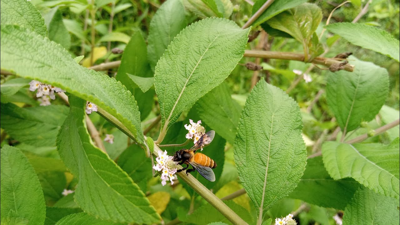 HONEY BEE modhu machi - YouTube