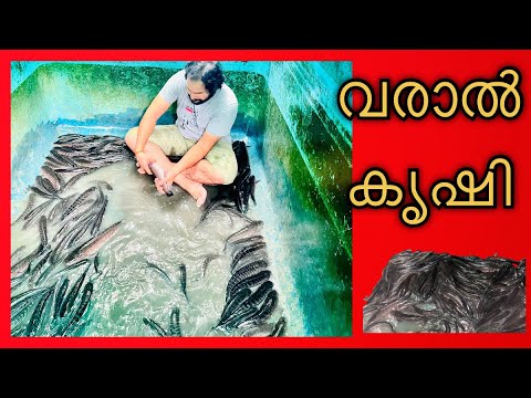 വരാൽ കൃഷി 6 മാസം | Varaal | Snakehead | Eagle Red | Varaal Valarthal ...