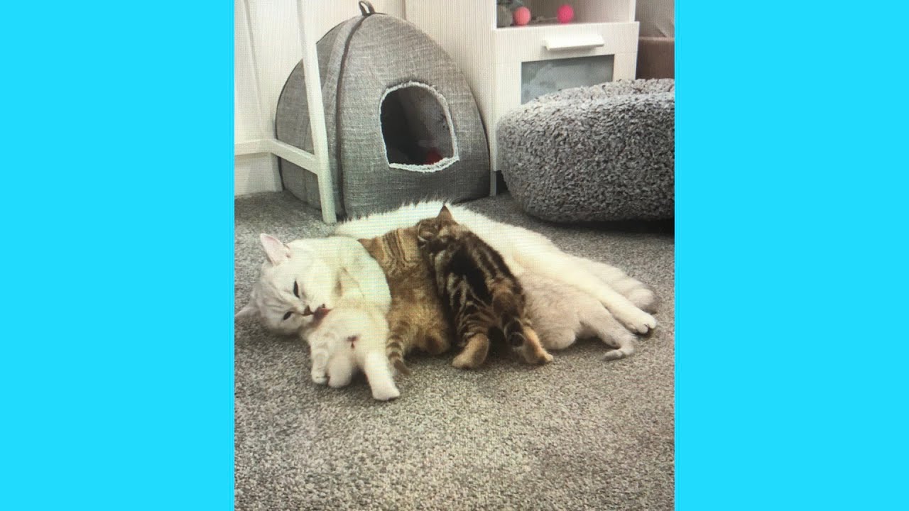 Happy Cats NG V40 Kittens take lunch in times - YouTube