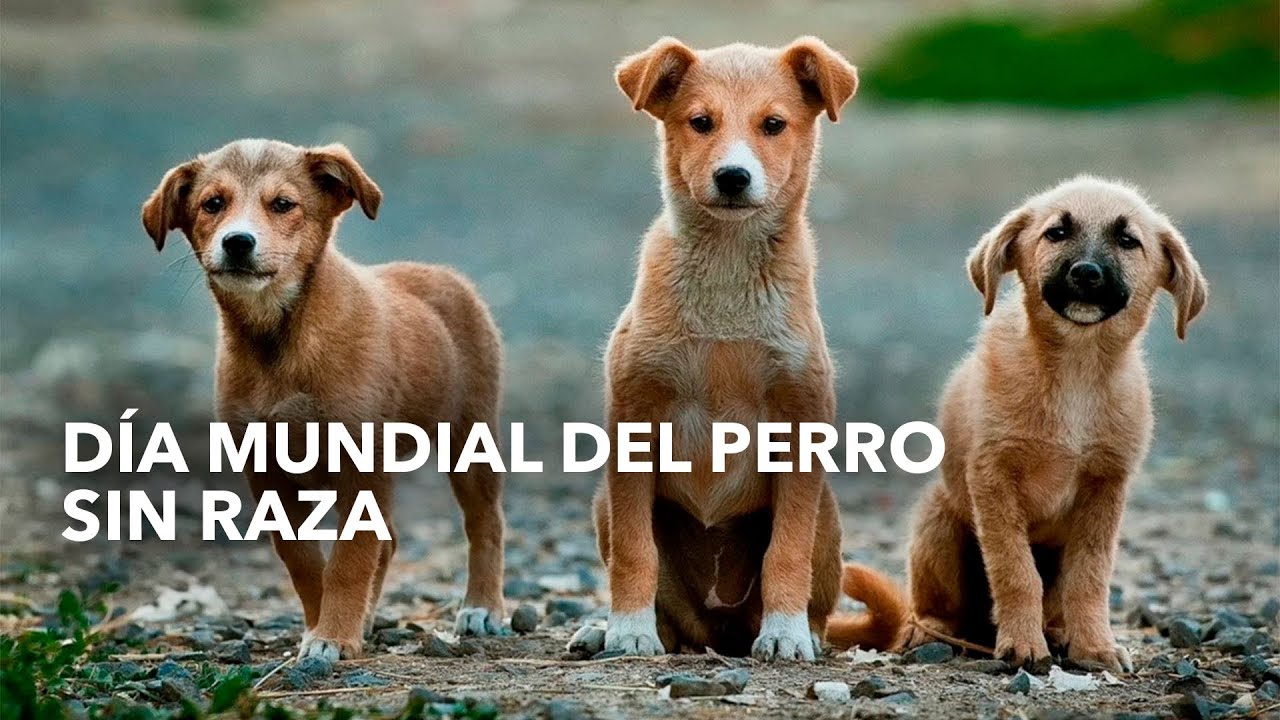 Día Mundial del Perro sin Raza - YouTube
