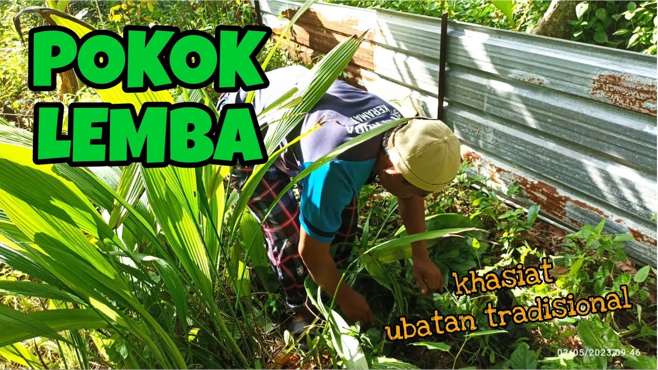 #EP852 Khasiat Pokok Lemba yang Ramai Tak Tahu - YouTube