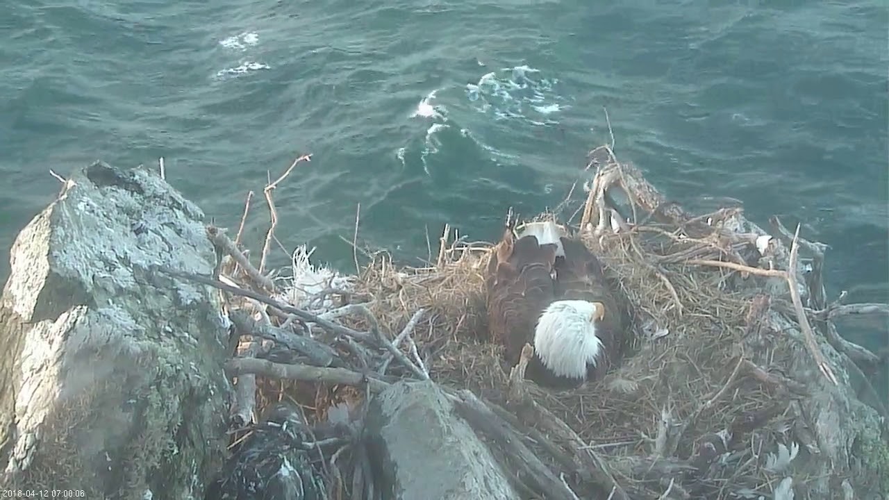 Two Harbors Bald Eagle Cam 04-12-2018 06:50:23 - 07:50:23 - YouTube
