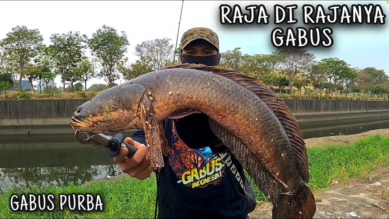 Ikan Gabus Terbesar Newstempo