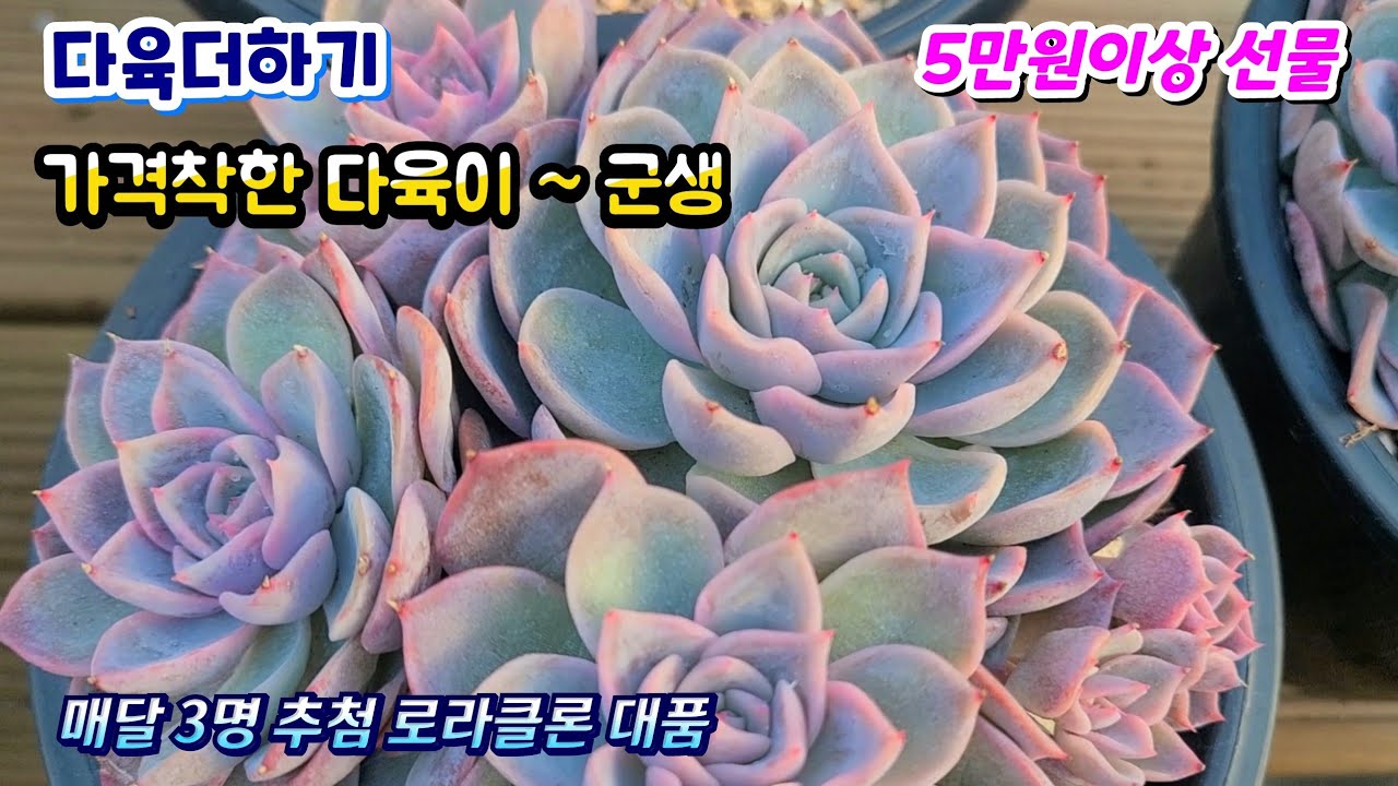 다육더하기3 예쁜 군생 다육이 가격 착한 다육이 핑크니모 분홍립스틱 브라이언로즈 마틸다 스노우엘리언 Youtube