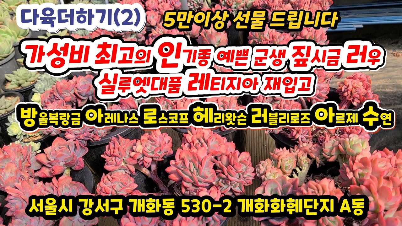 다육더하기2 가격 착한 군생 재입고와 신품종 새로운 다육이 로스코프 수연 방울복랑금 짚시금군생 Youtube