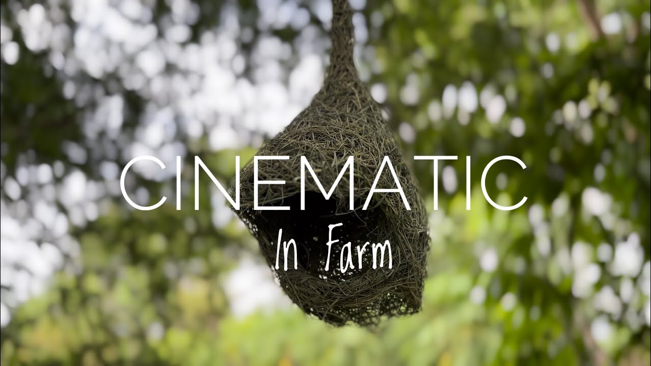 Cinematic in Farm | Village | #cinematic #cinematography - YouTube