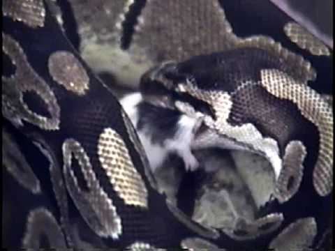 Boa Snake Eats Mouse - YouTube