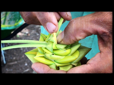 Amazing Cuban Gardener Weaving Roses from Palm tree leaves! 2017 - YouTube