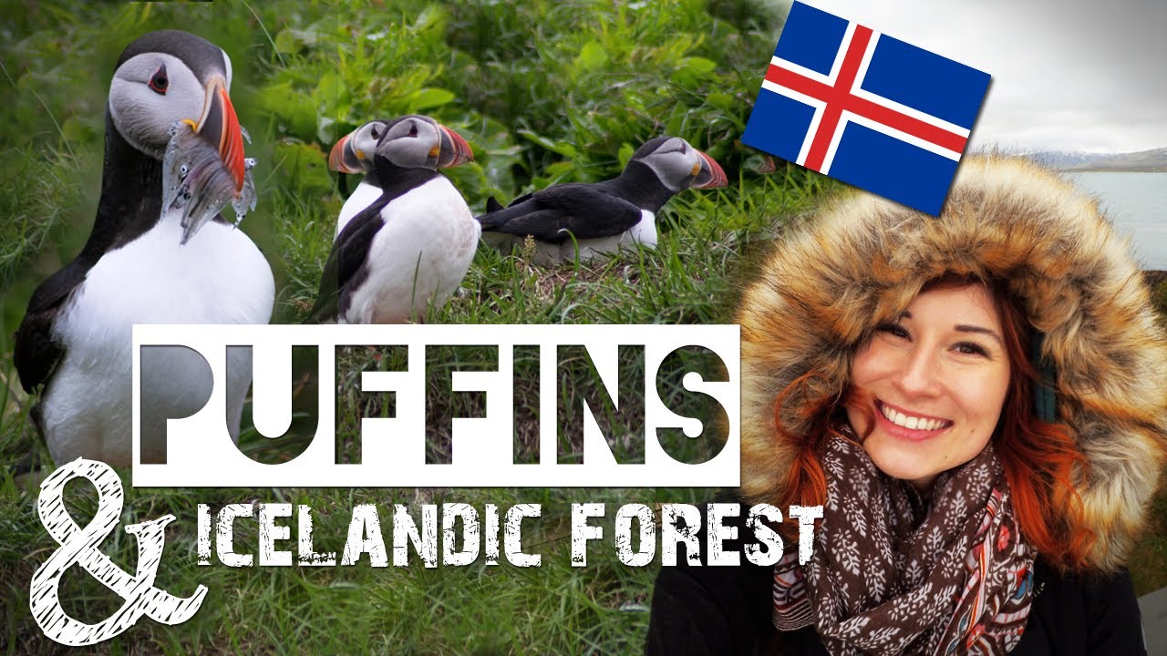 PUFFINS and ICELANDIC Forest | ZuzArt - YouTube