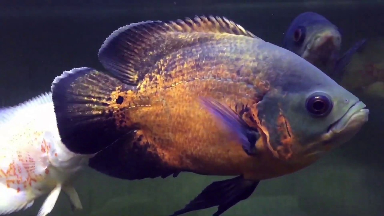 Top 12 types of ocars varieties - YouTube