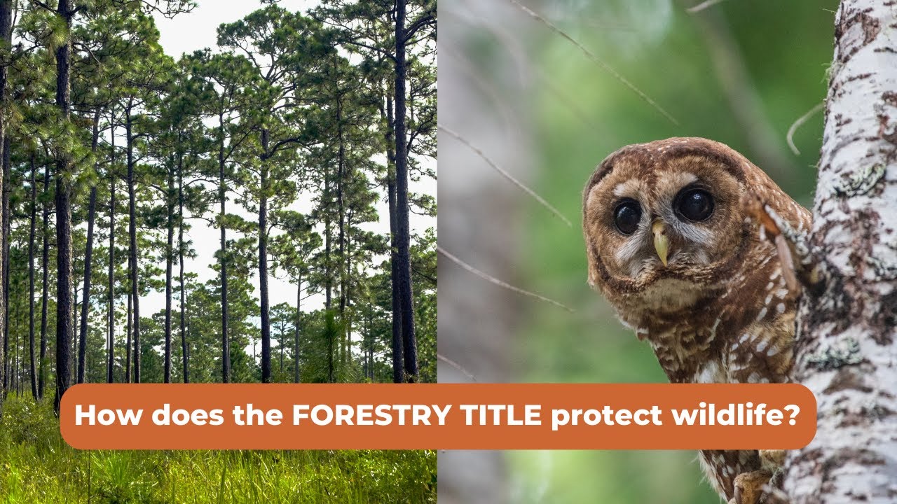 Farm Bill 101: Forestry Title - YouTube